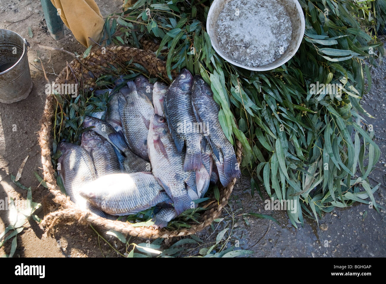 Nile perch fish hi-res stock photography and images - Alamy