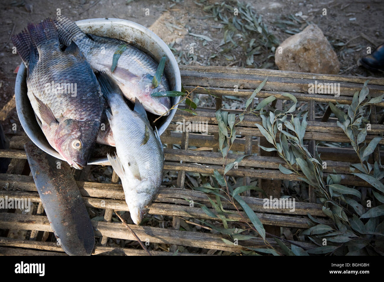 Nile perch fish hi-res stock photography and images - Alamy