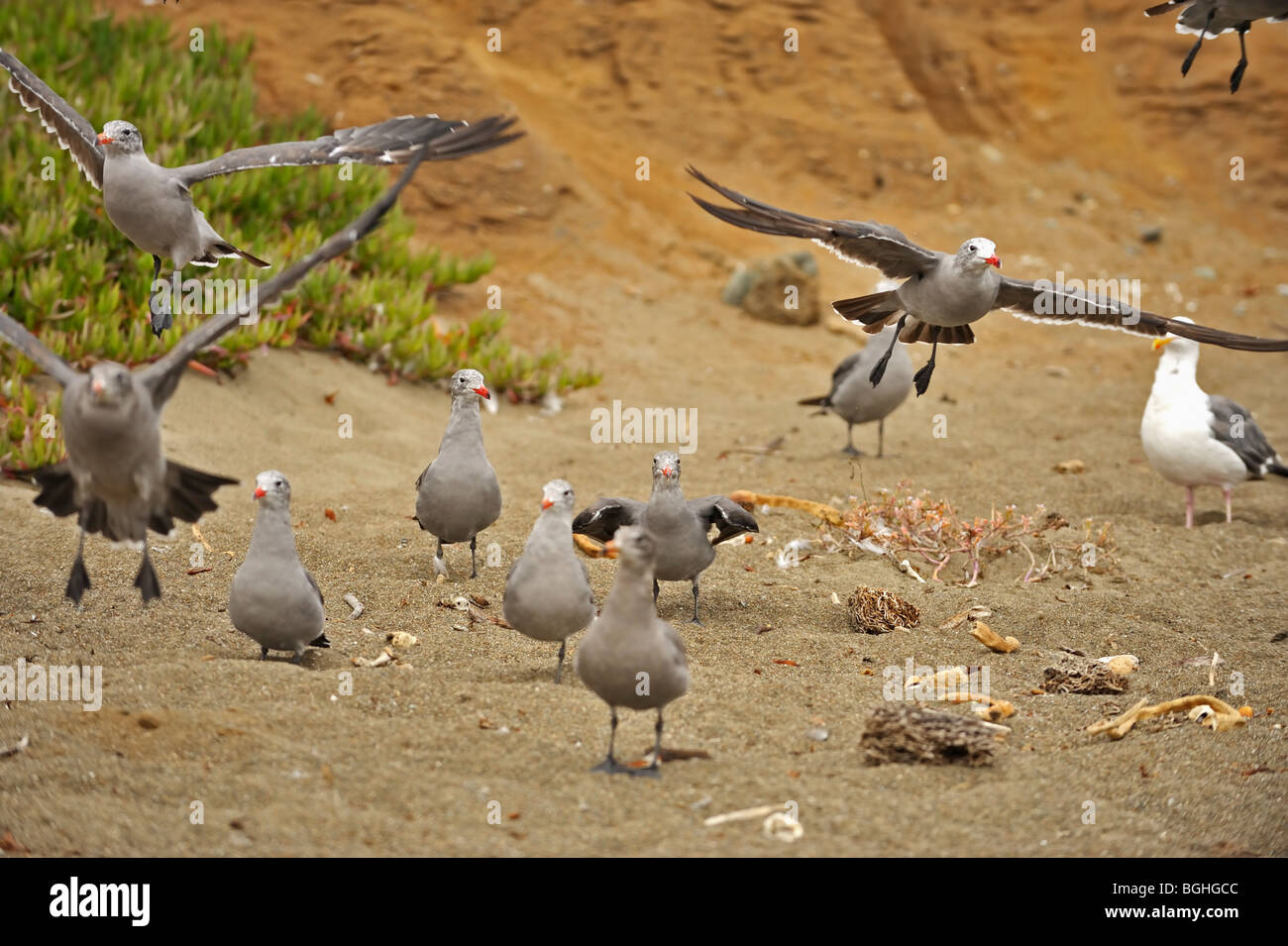California coastal birds hi-res stock photography and images - Alamy