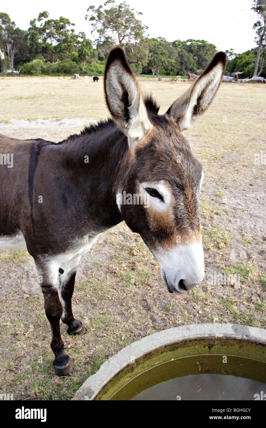 Donkey at water hi-res stock photography and images - Alamy
