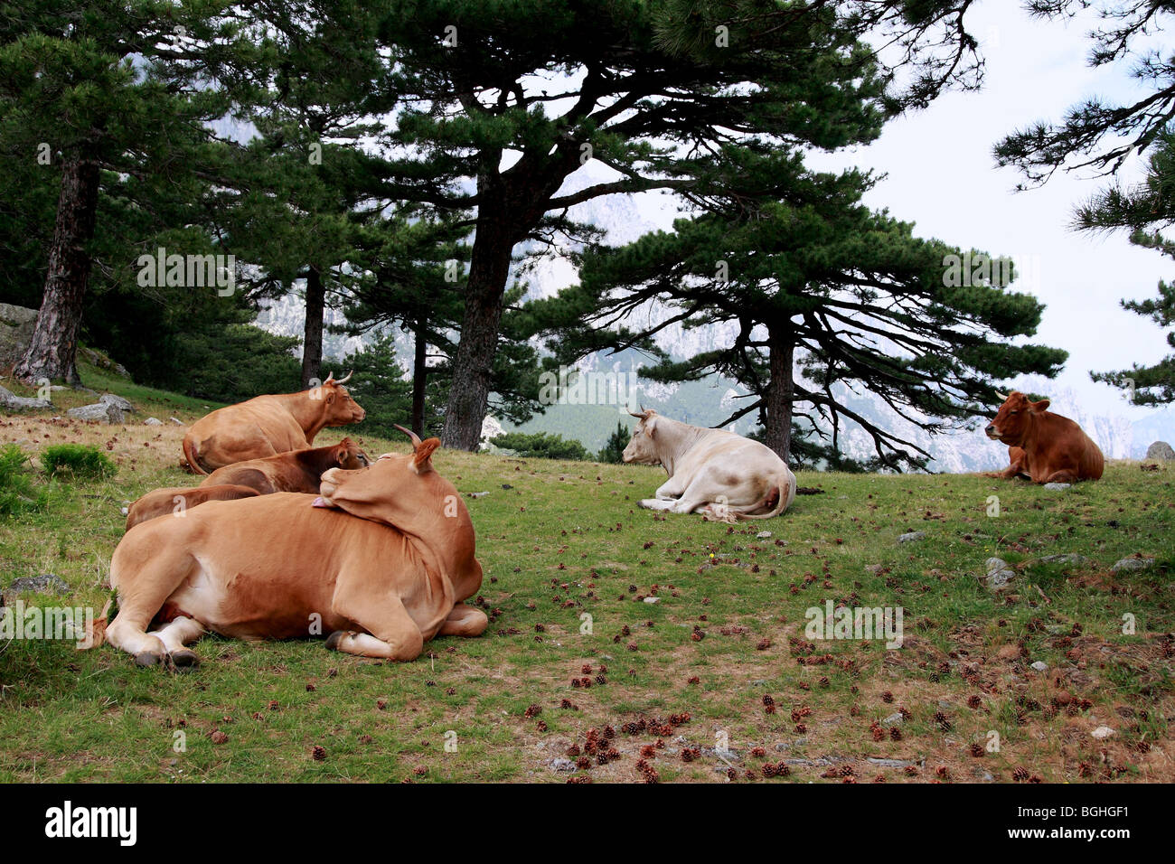 Corsican flora and fauna hi-res stock photography and images - Alamy
