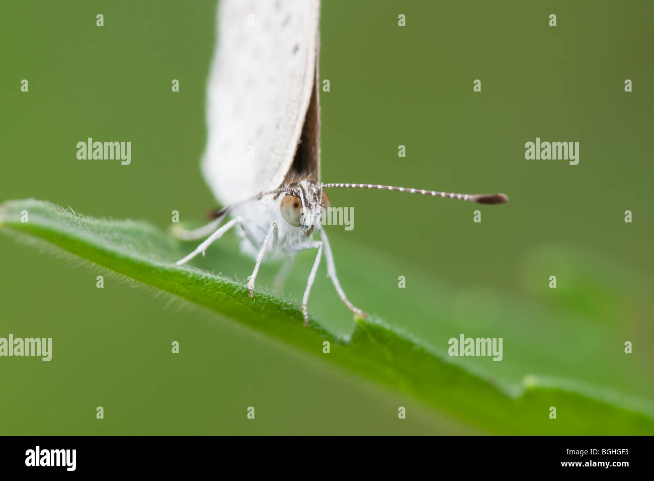 Papilionaceous hi-res stock photography and images - Alamy