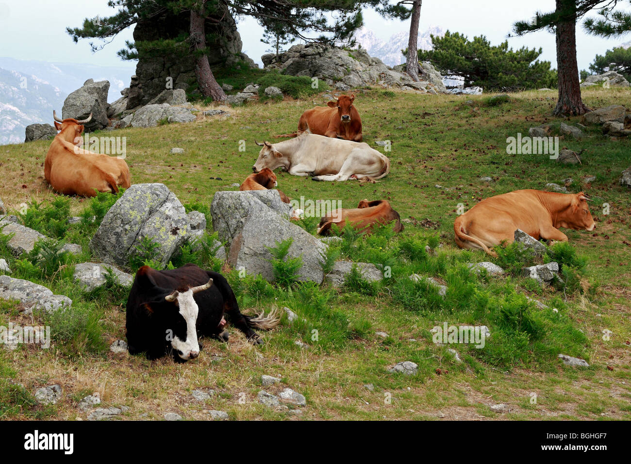 Corsica parks hi-res stock photography and images - Alamy