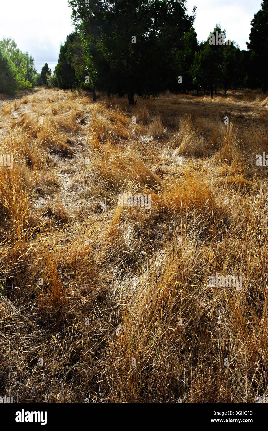 Dry grass western australia hi-res stock photography and images - Alamy