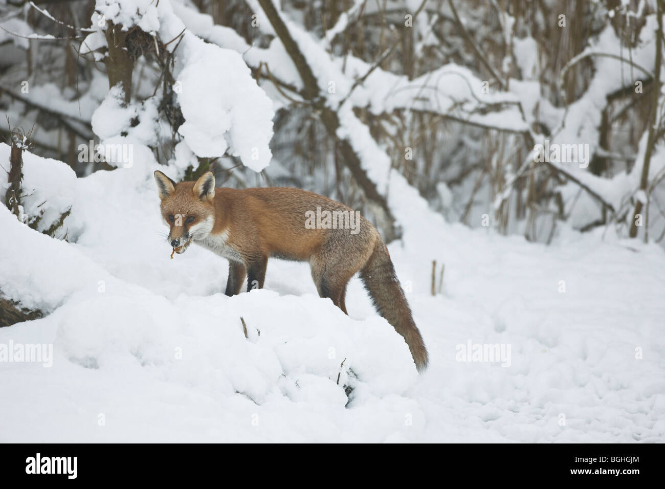 Red Fox Vulpes vulpes hunting for food in snow during uk winter Stock ...