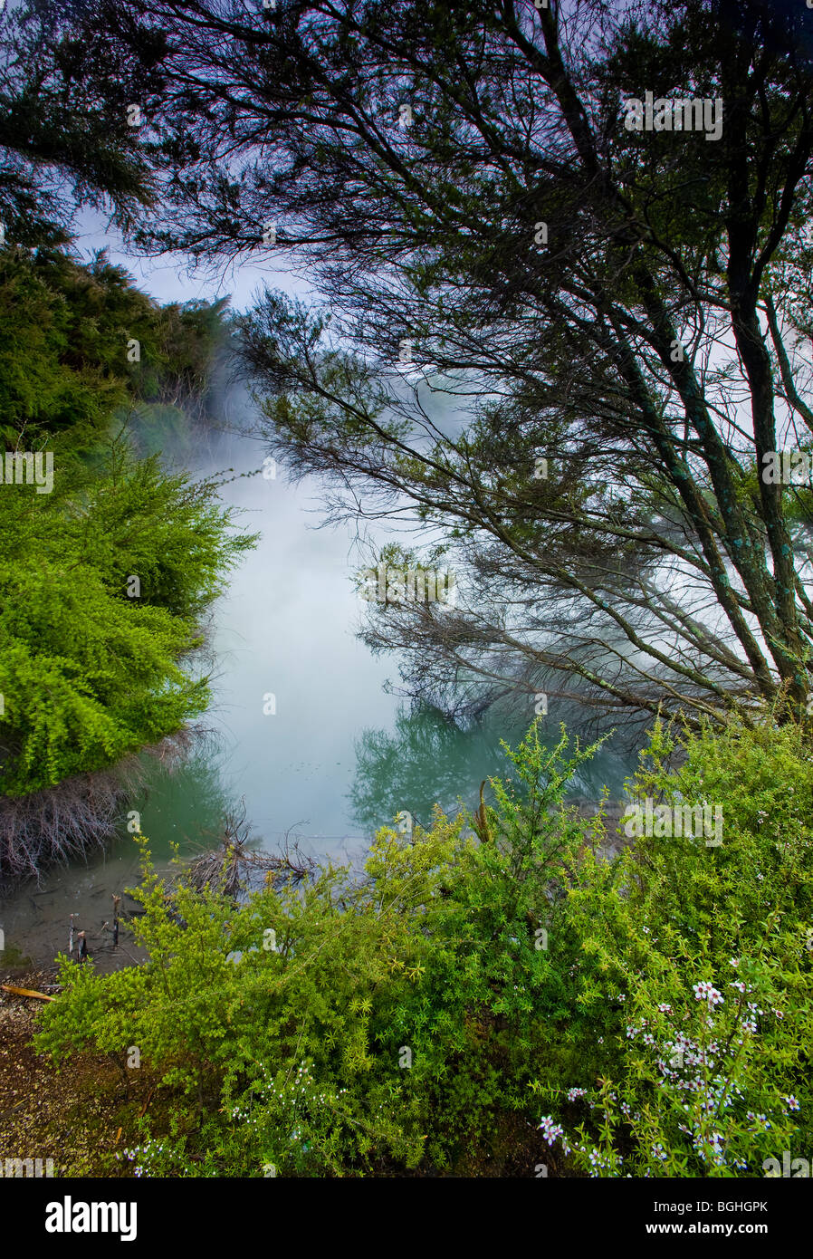 Kuirau Park, Rotorua, North Island, New Zealand Stock Photo - Alamy