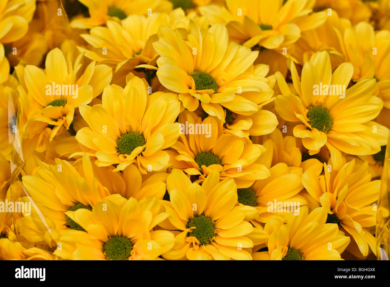 Florists daisies hi-res stock photography and images - Alamy