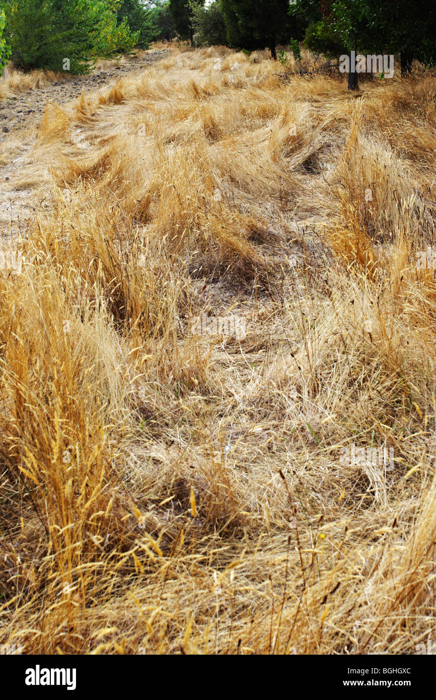 Australia field dry hi-res stock photography and images - Alamy