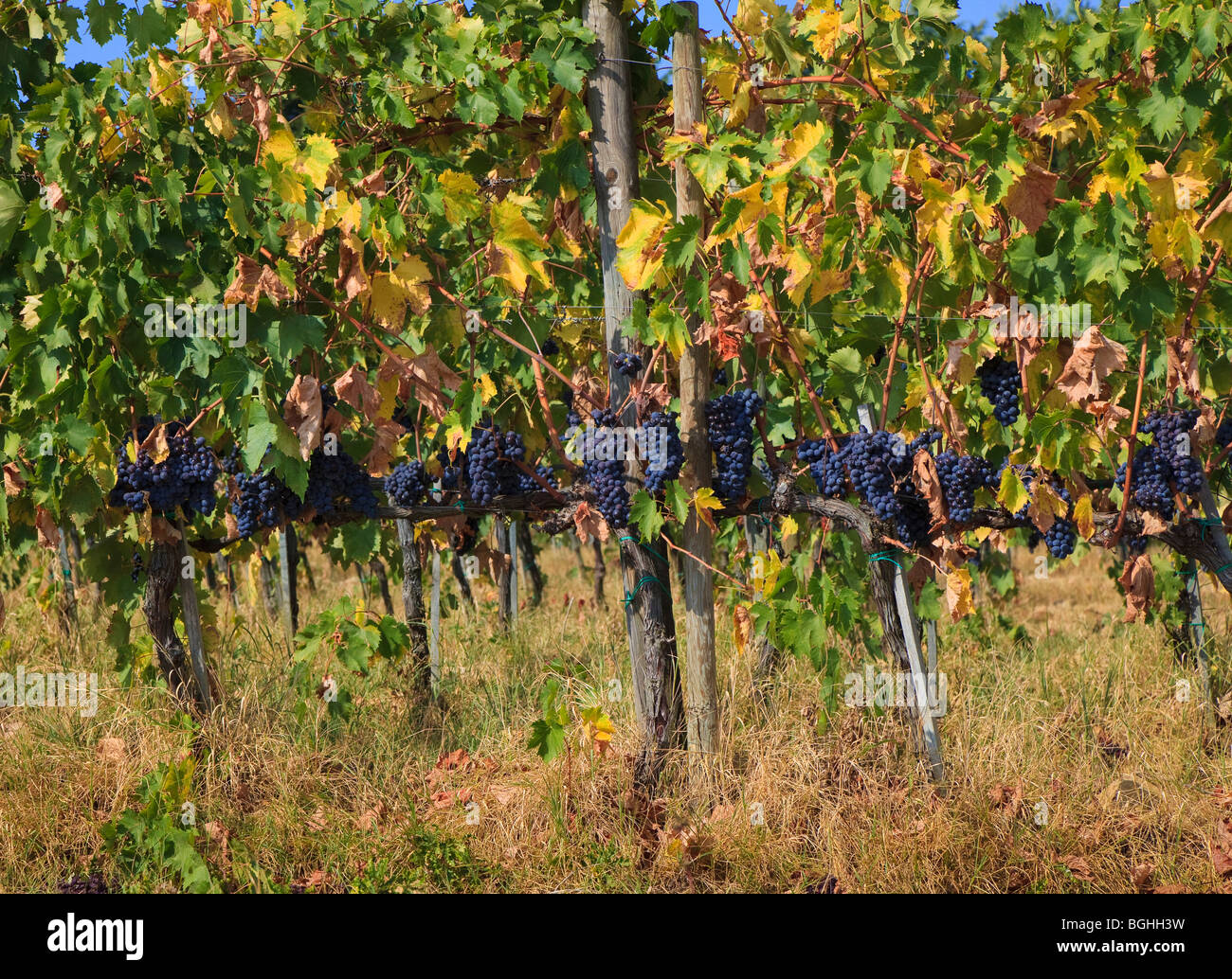 Grape vines hi-res stock photography and images - Alamy