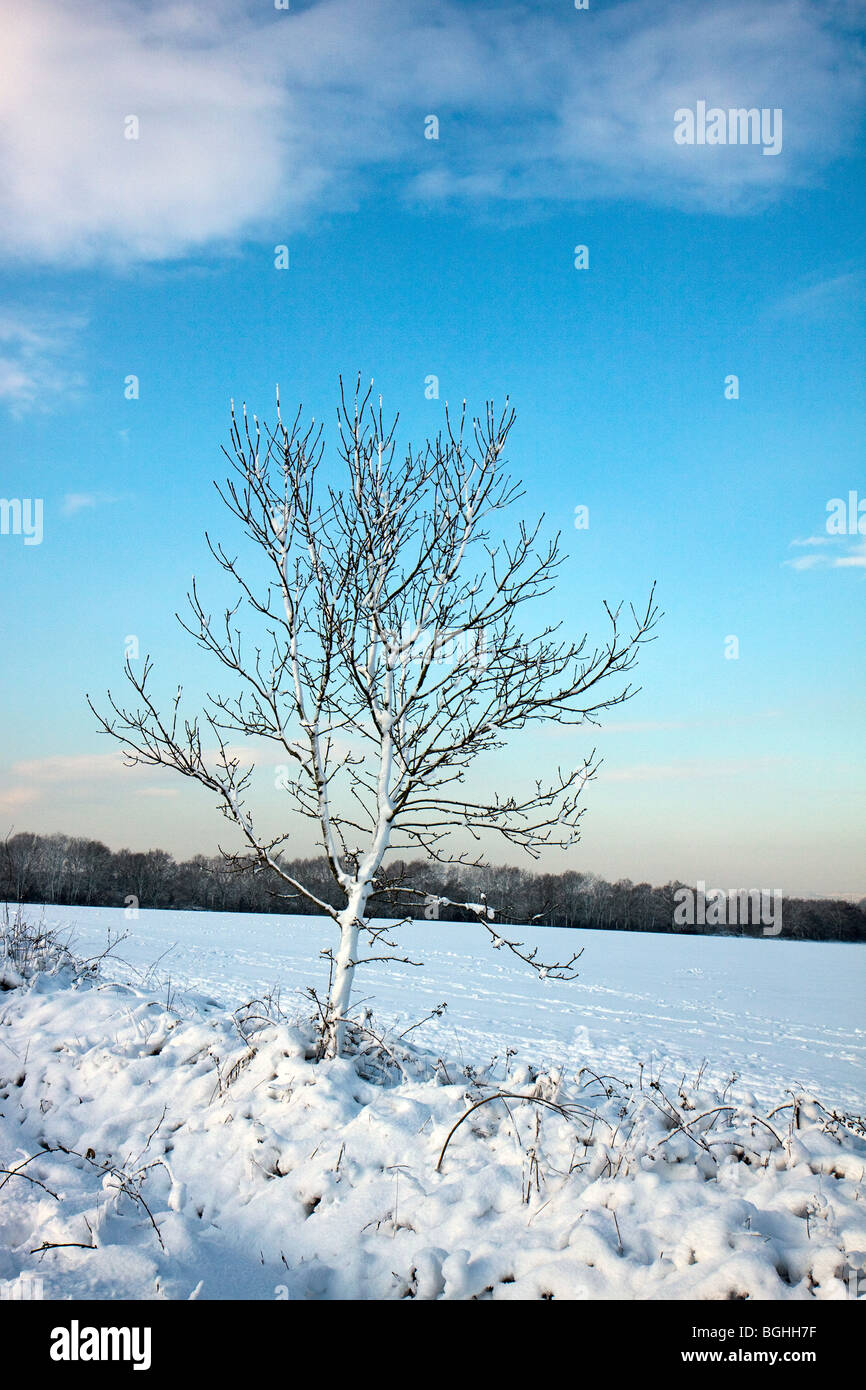 Winter scene in East Grinstead Stock Photo - Alamy
