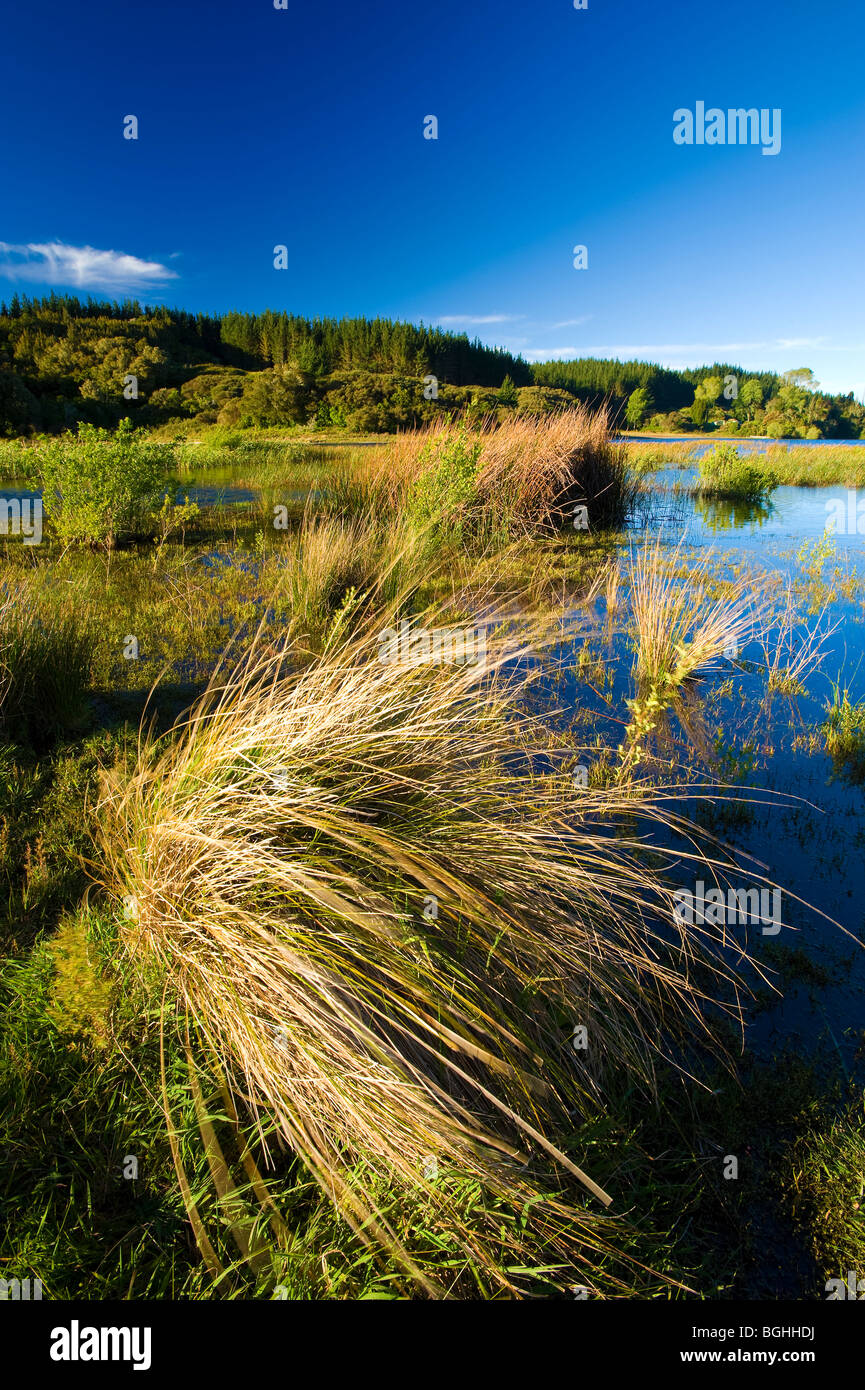Lake Rotoma, North Island, New Zealand Stock Photo - Alamy