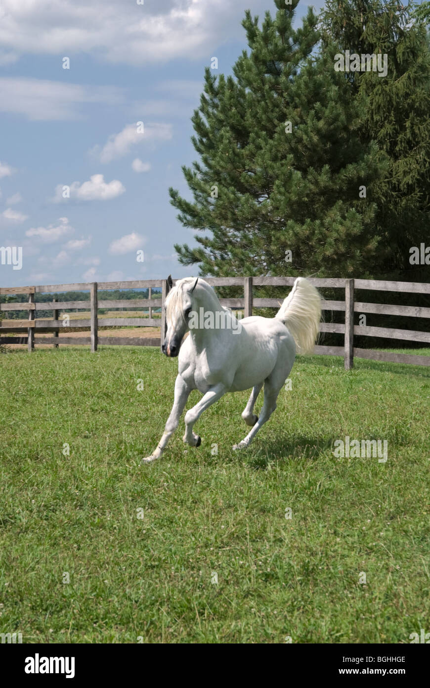 Arabian running hi-res stock photography and images - Alamy