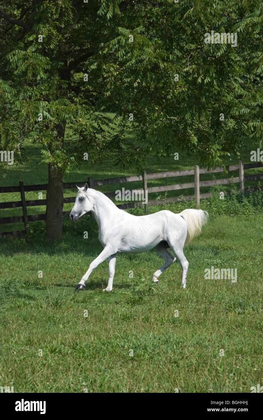 Arabian running hi-res stock photography and images - Alamy