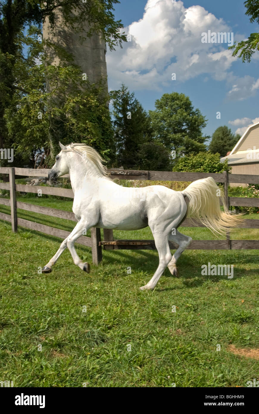 Horseplay hi-res stock photography and images - Alamy