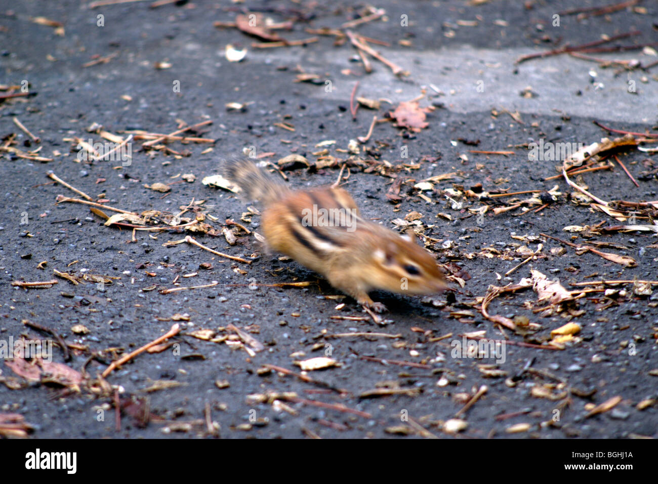 Fast moving chipmunk on fall day Stock Photo - Alamy