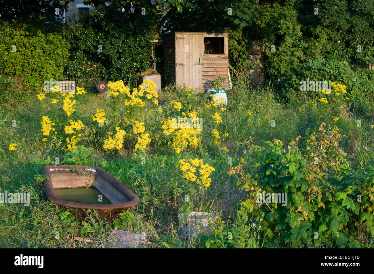 Old rusty bath on an allotment being used to collect rain water Stock ...