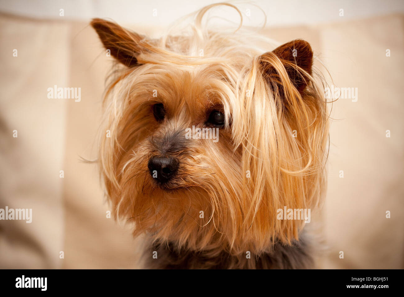 Photo shoot of a dog hi-res stock photography and images - Alamy