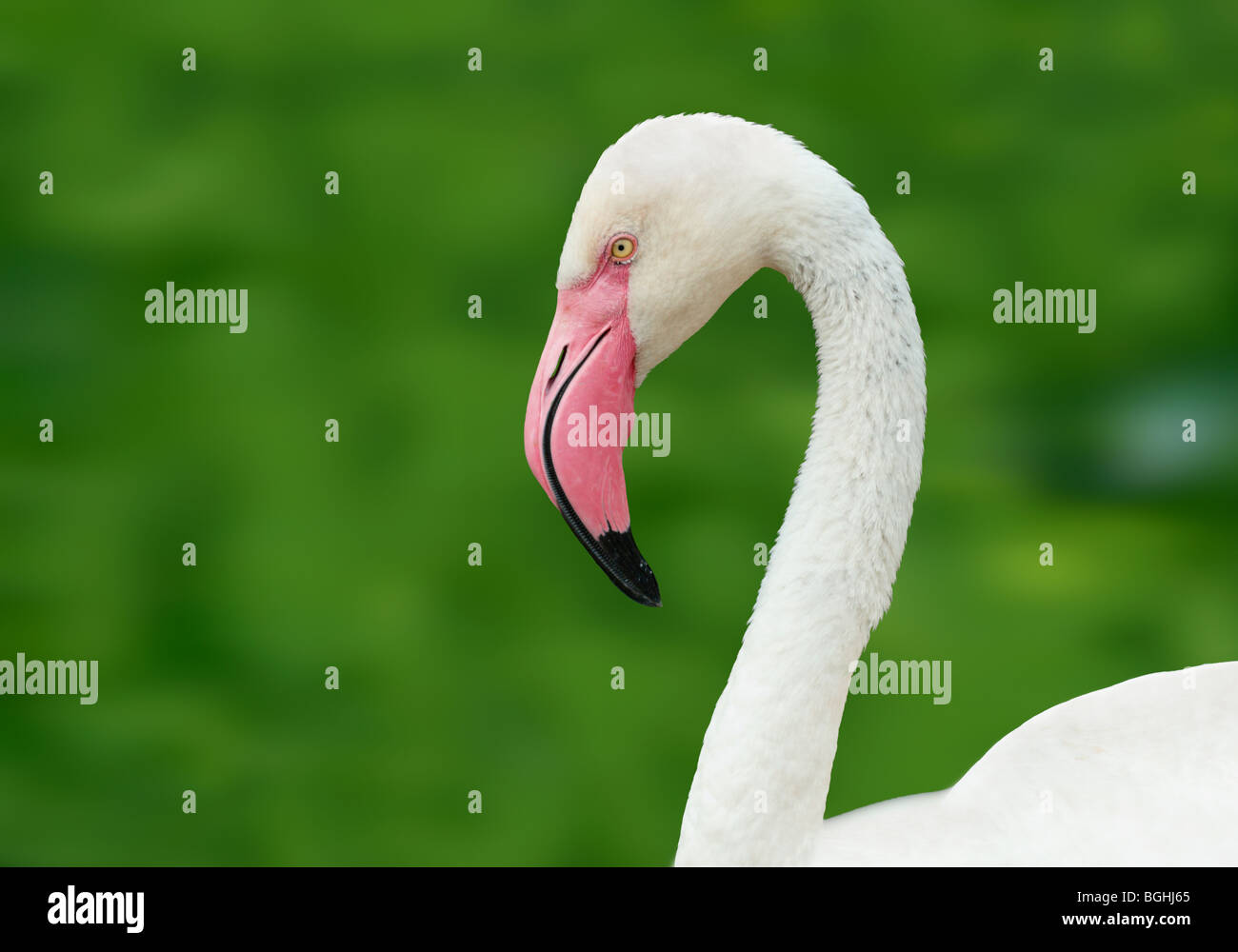 Pink flamingo head neck hi-res stock photography and images - Alamy
