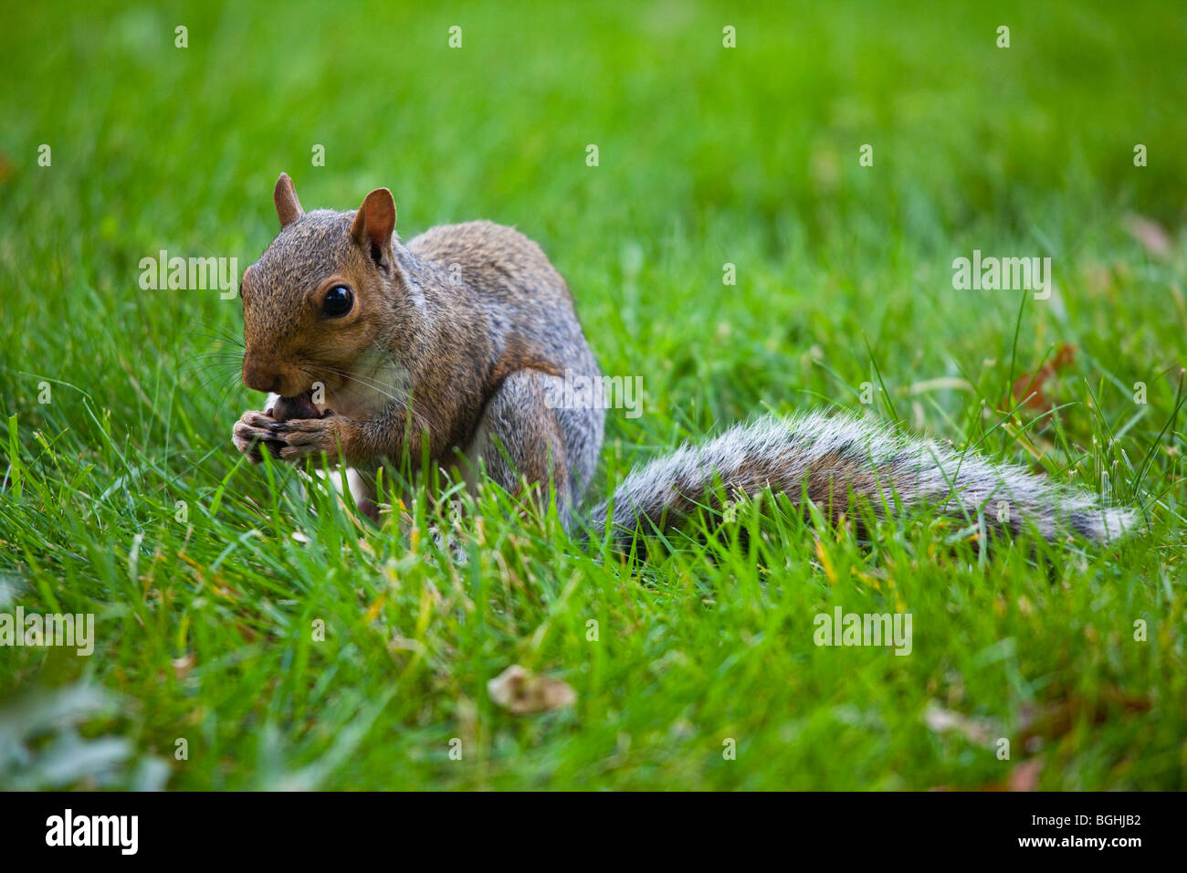 A squirrel on a lawn in Washington DC Stock Photo - Alamy