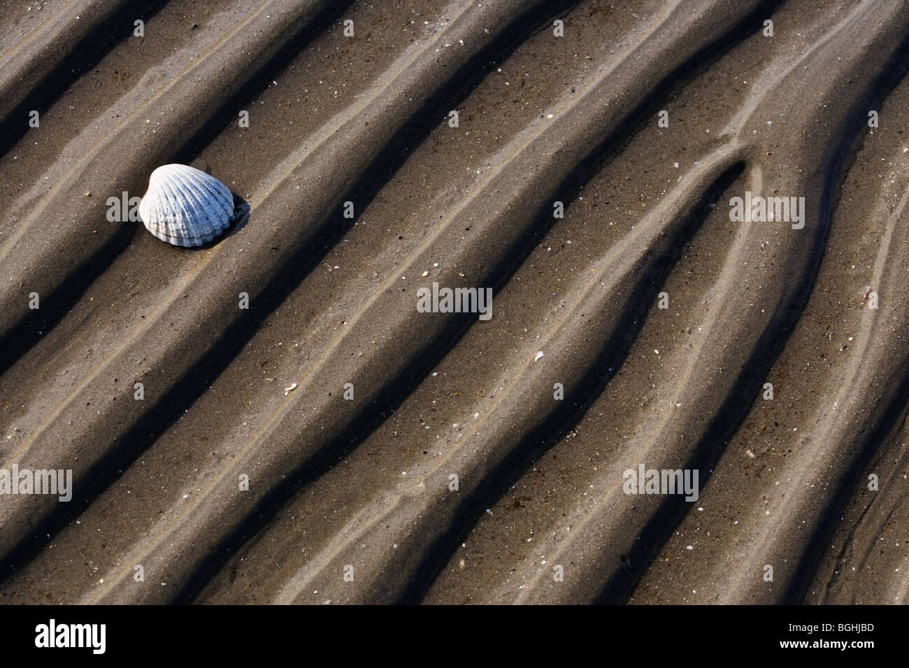 Shell nestle between ripples in the sand of Murlough Bay near the town ...