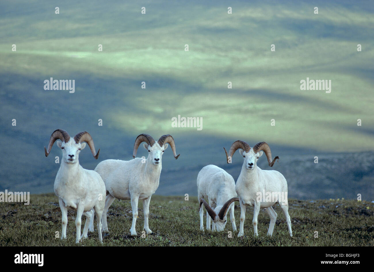Band of Dall Sheep Rams grazing on alpine tundra at Mount Wright in ...
