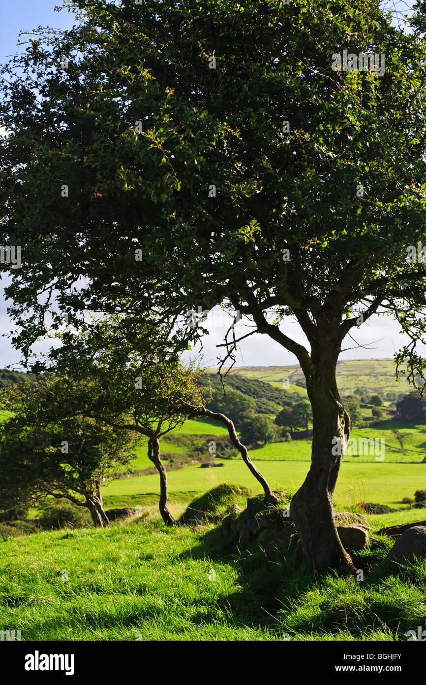 Hawthorn trees growing across a farm-field boundary near Ballyvoy ...