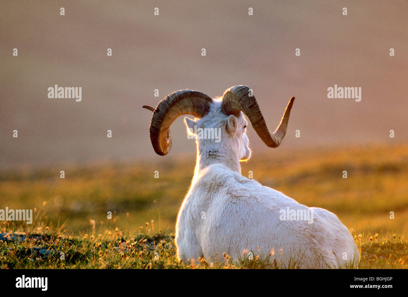 Dall sheep ram hi-res stock photography and images - Alamy