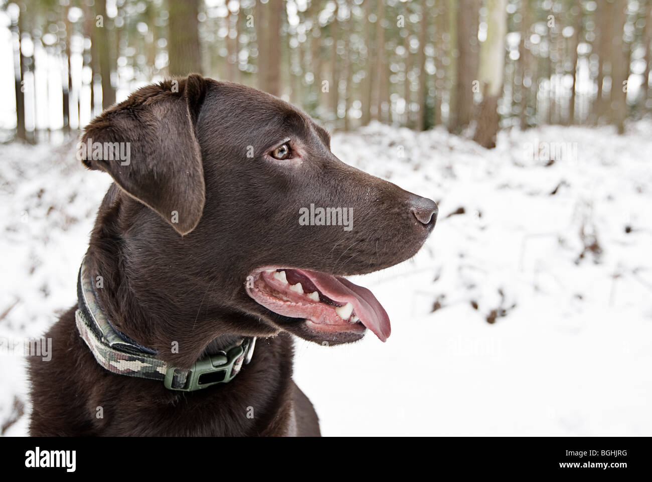 Profile Shot of a Handsome Chocolate Labrador in the Snowy Countryside ...