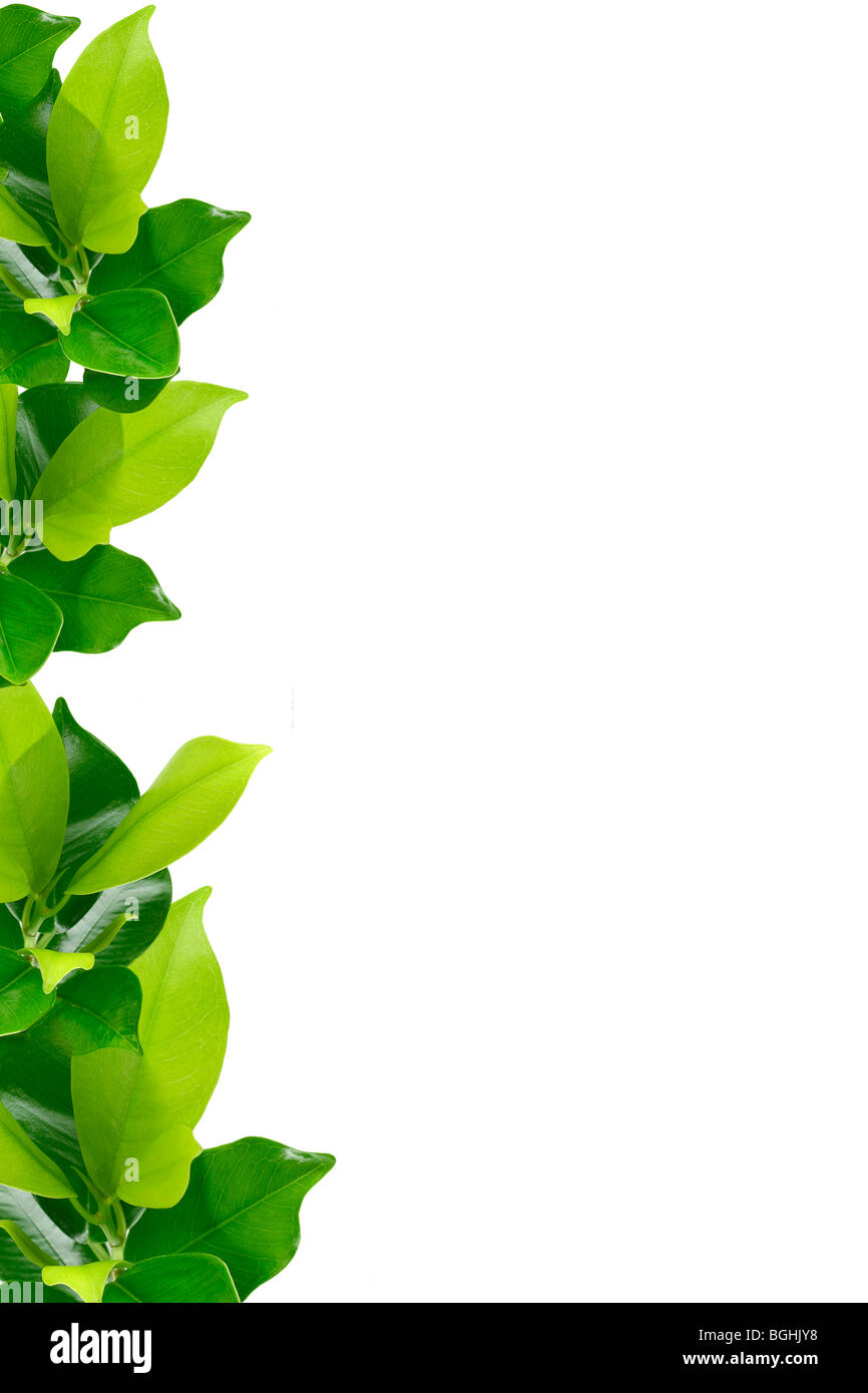 Green young plant border on white background Stock Photo - Alamy