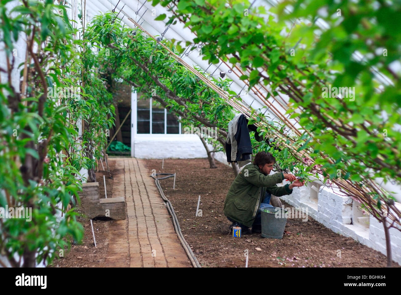 Man gardener tending vines in greenhouse Stock Photo - Alamy