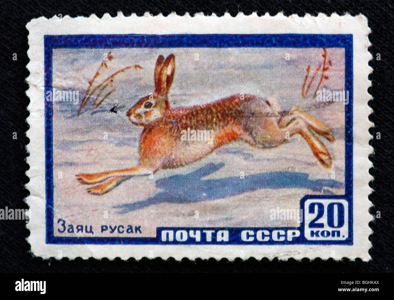 European hare, postage stamp, USSR, 1960-s Stock Photo - Alamy