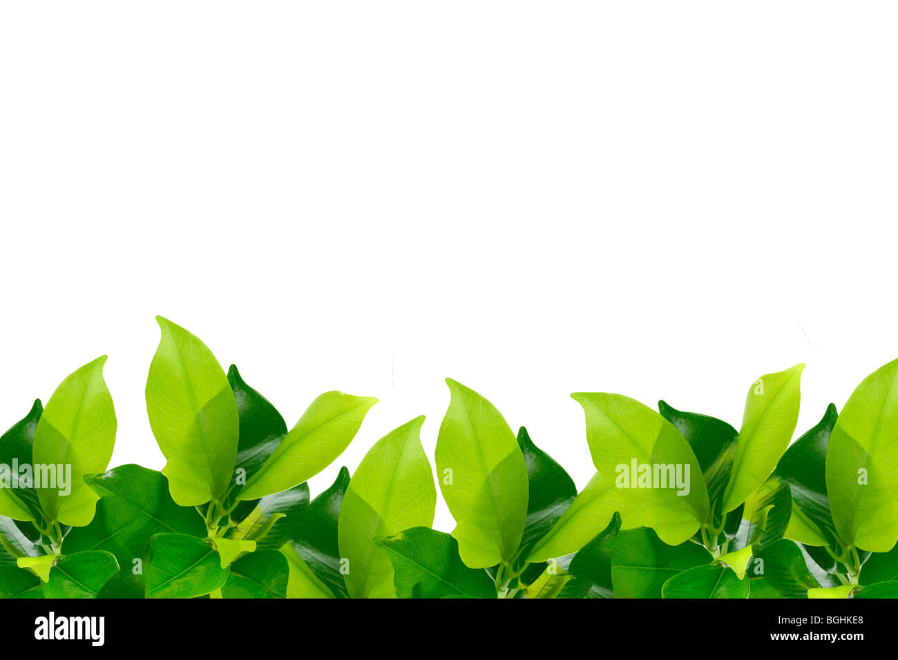 Green leaves with white border hi-res stock photography and images - Alamy