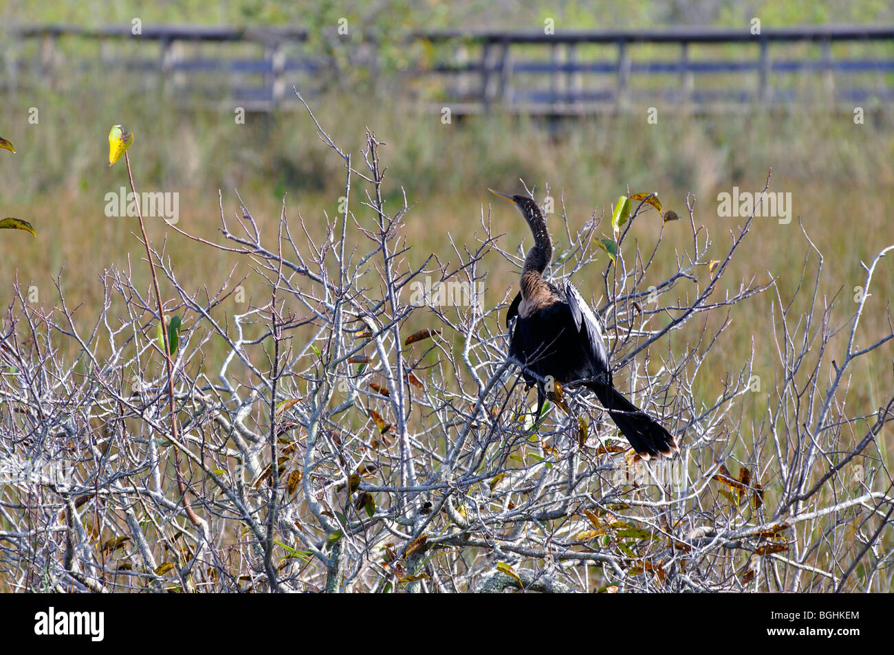 Anhinga (Anhinga anhinga), Everglades national park, Florida, USA Stock ...
