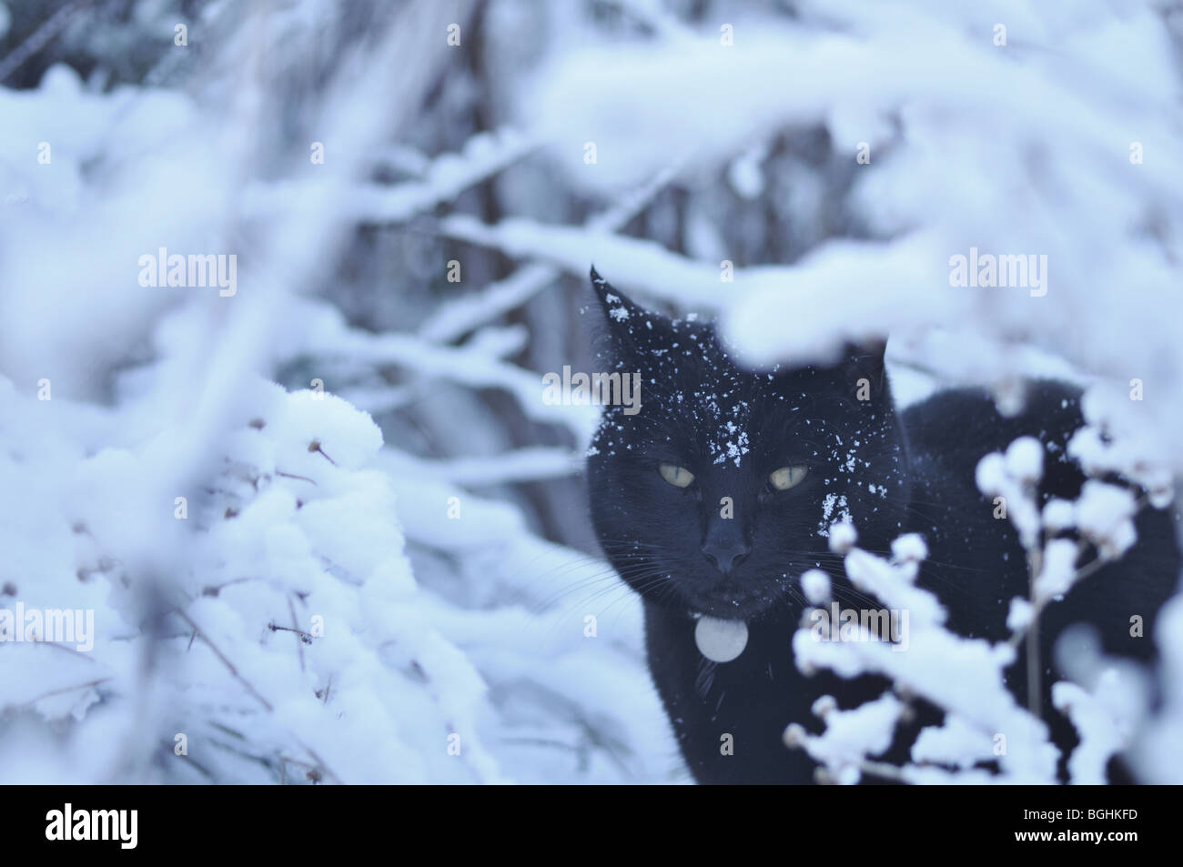 Cat in snow hi-res stock photography and images - Alamy