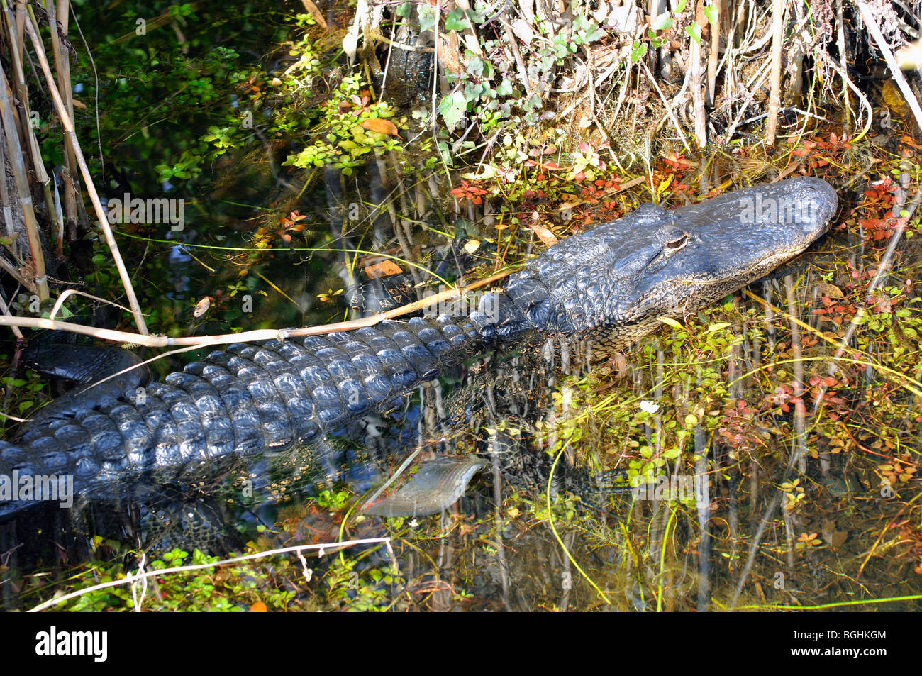 Alligator everglades park hi-res stock photography and images - Alamy