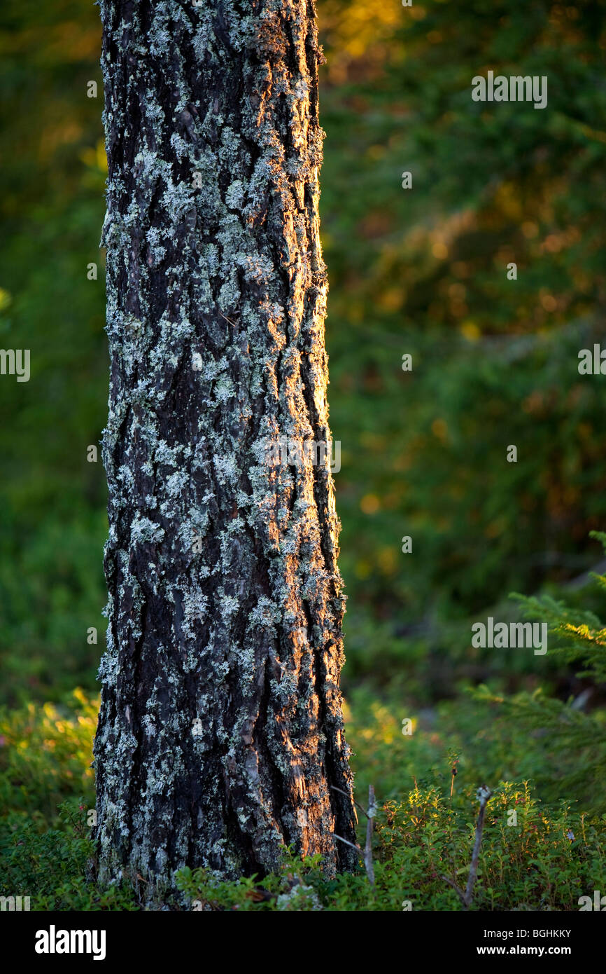 Finnish softwood fir tree fir trees hi-res stock photography and images ...
