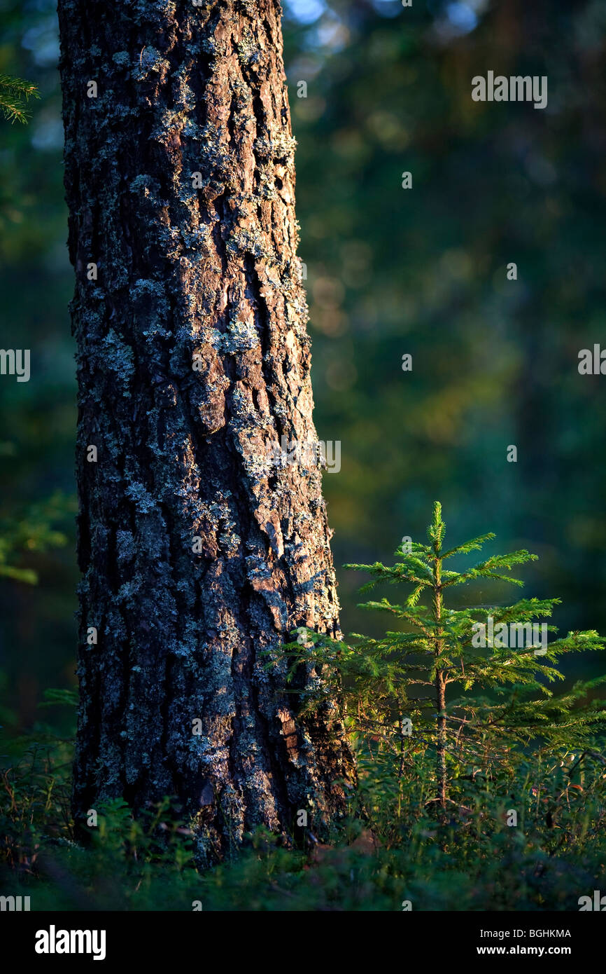 Fully grown pine tree trunk ( Pinus sylvestris ) and a small spruce ...