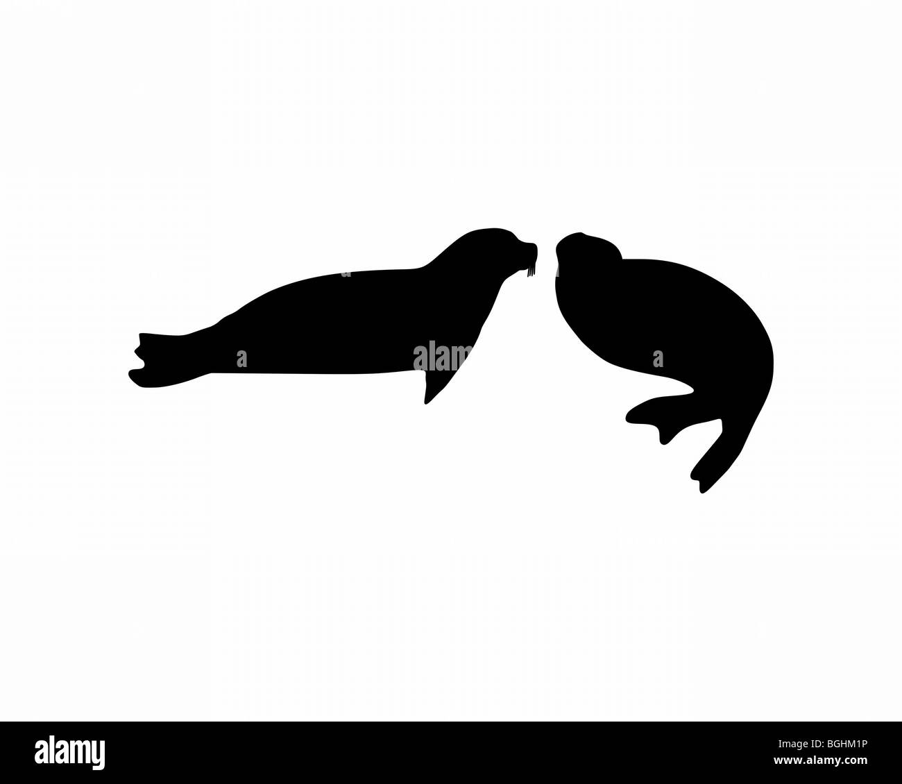Arctic seals hunt* Black and White Stock Photos & Images - Alamy