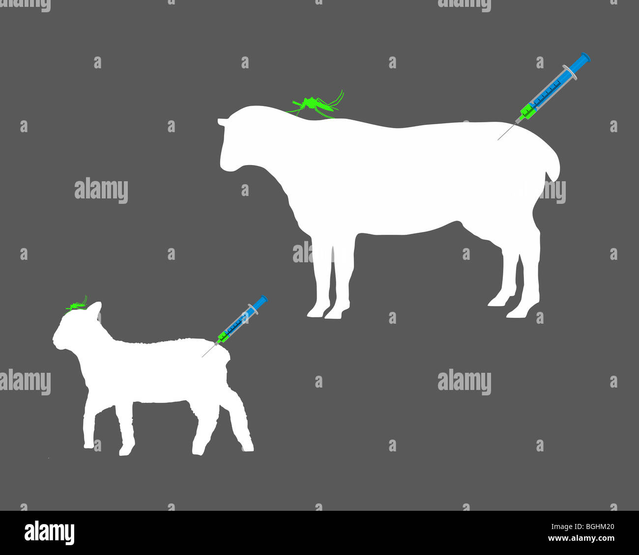 Sheep diseases hi-res stock photography and images - Alamy