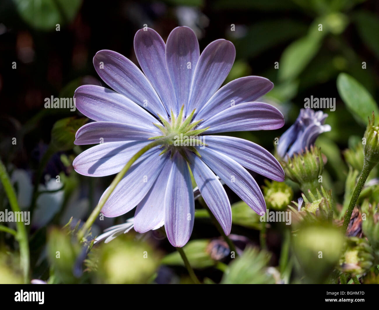 Back side view of daisy flower Stock Photo - Alamy