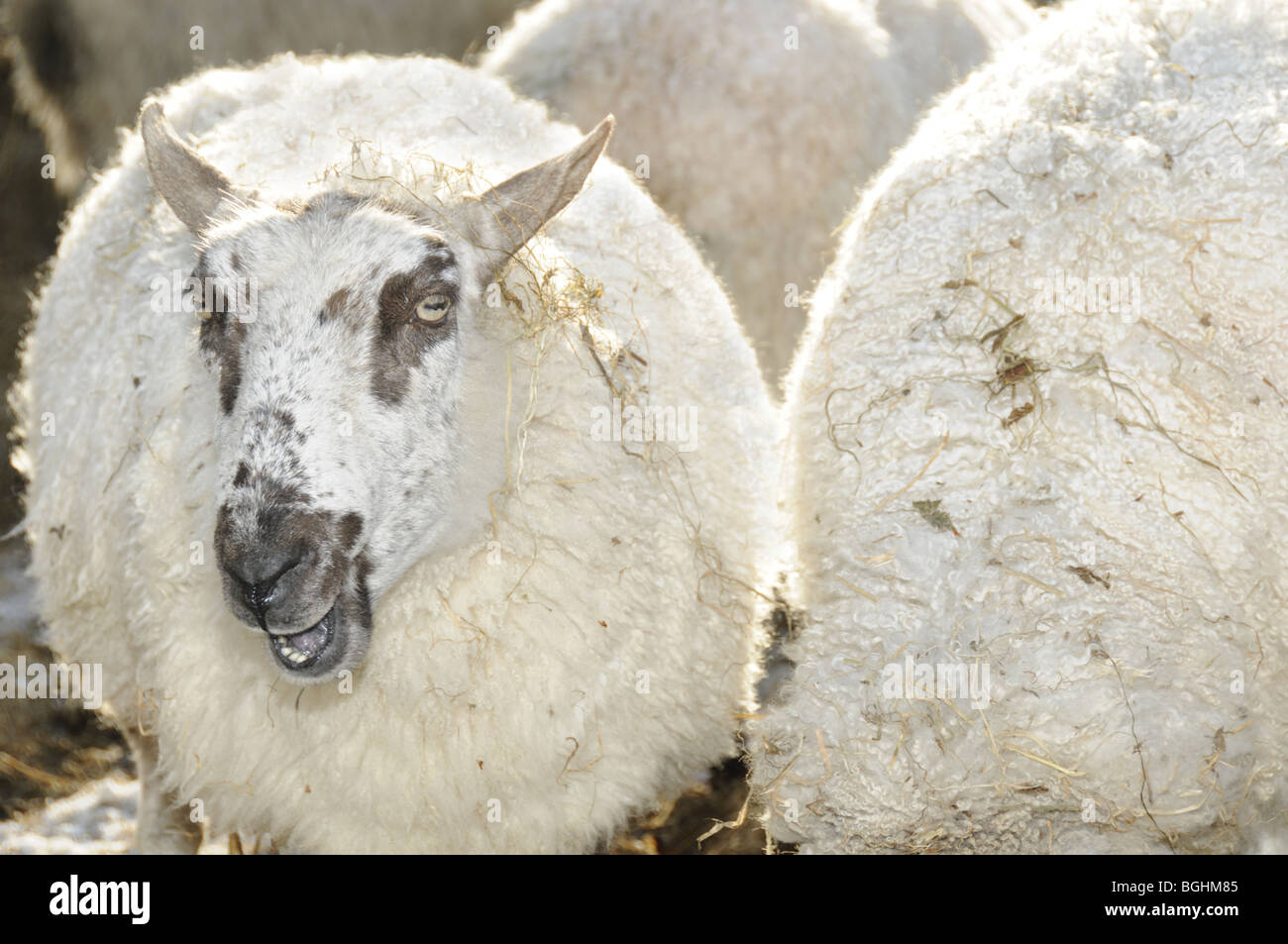 Grinning sheep hi-res stock photography and images - Alamy