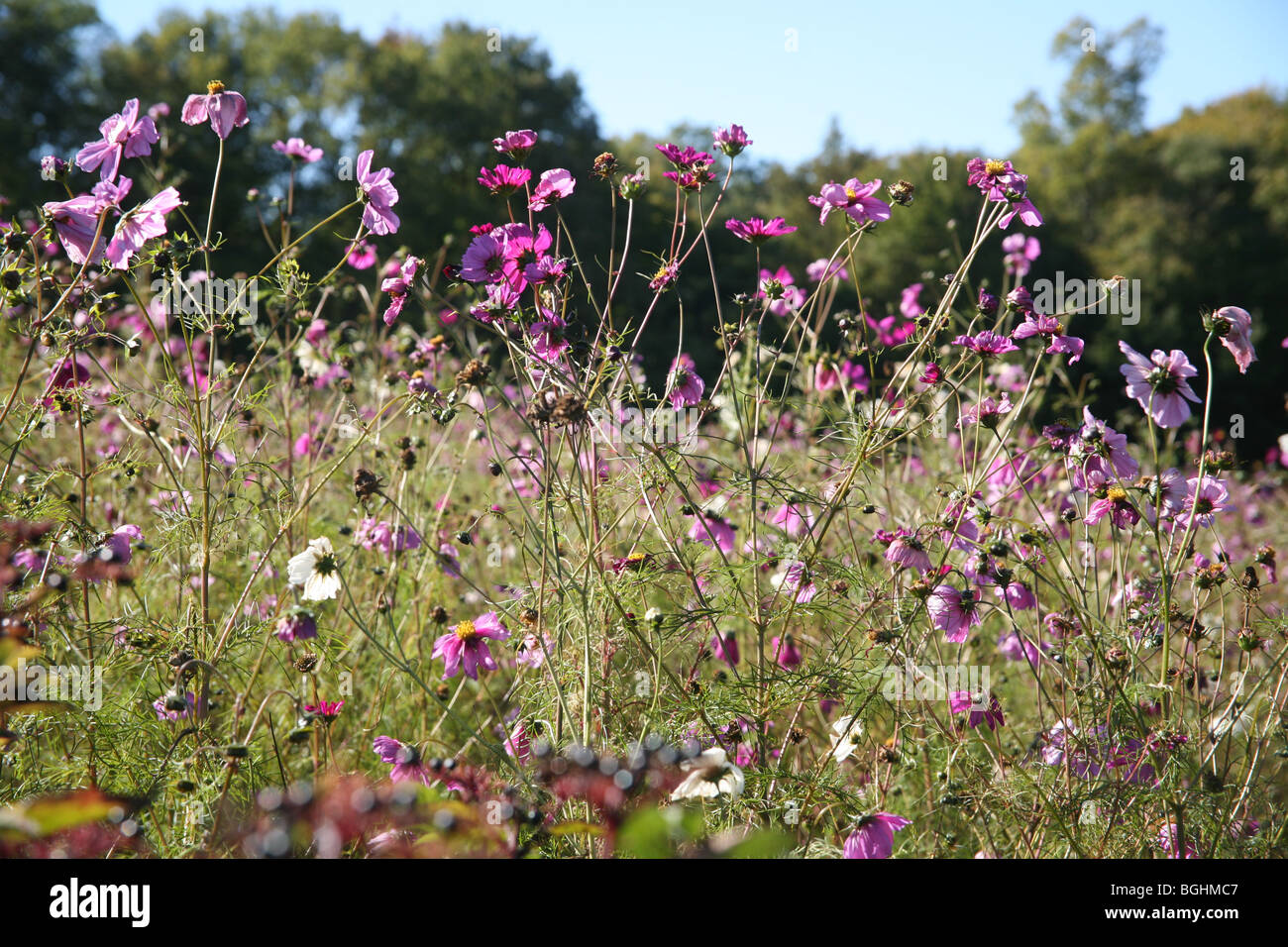 Field of wild flowers Stock Photo - Alamy