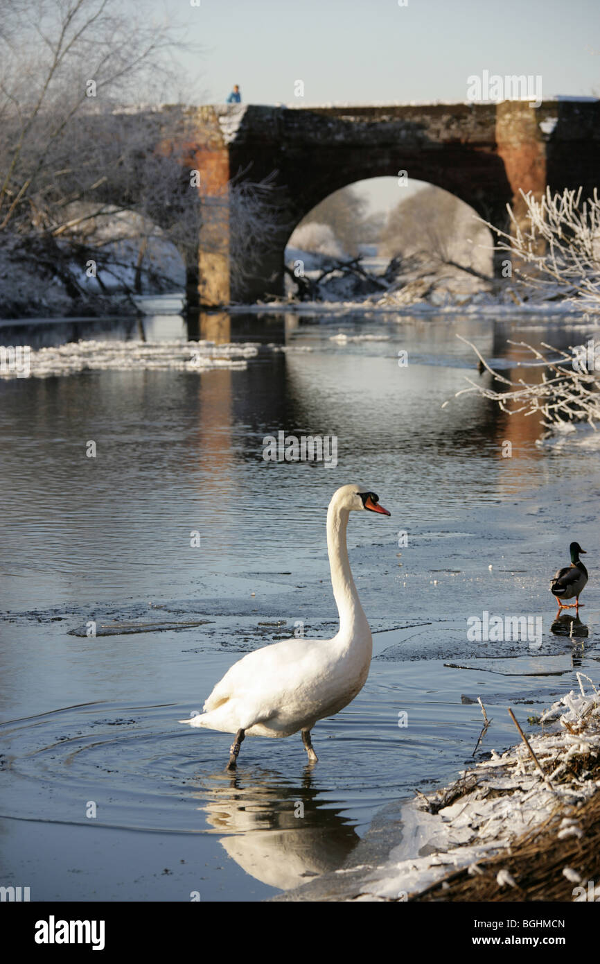 Village of Holt, Wales. Picturesque view of a swan wading on the icy ...