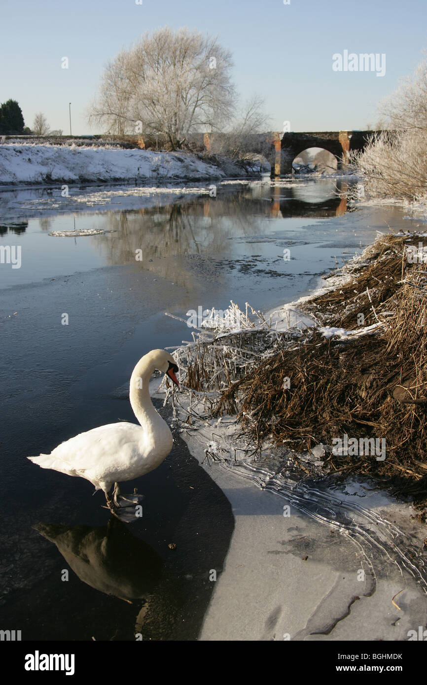 Village of Holt, Wales. Picturesque view of a swan standing on the icy ...