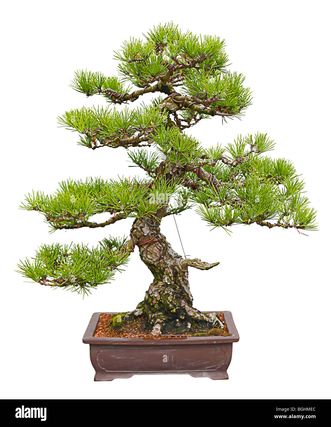 Bonzai japan hi-res stock photography and images - Alamy