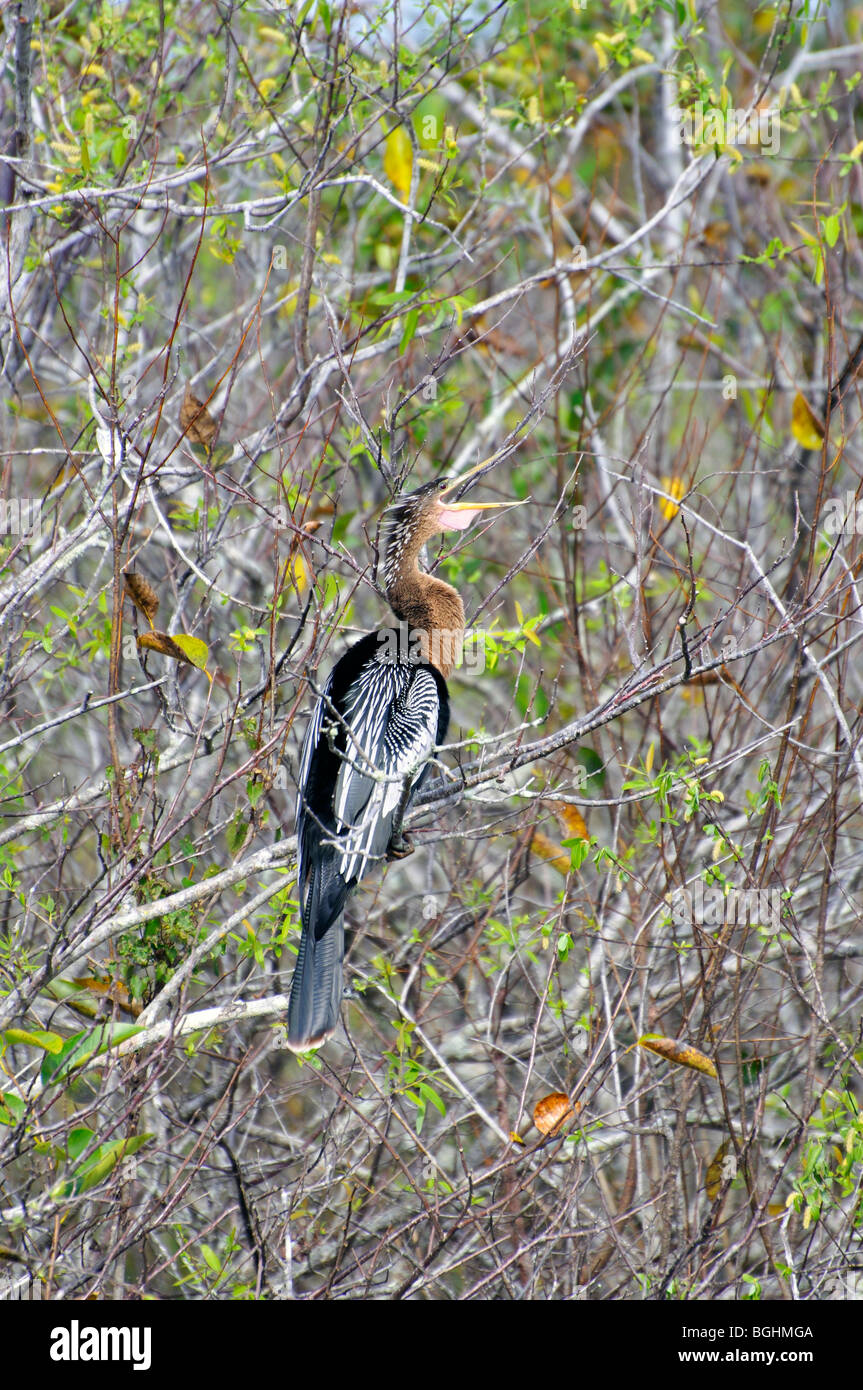 Anhinga (Anhinga anhinga), Everglades national park, Florida, USA Stock ...