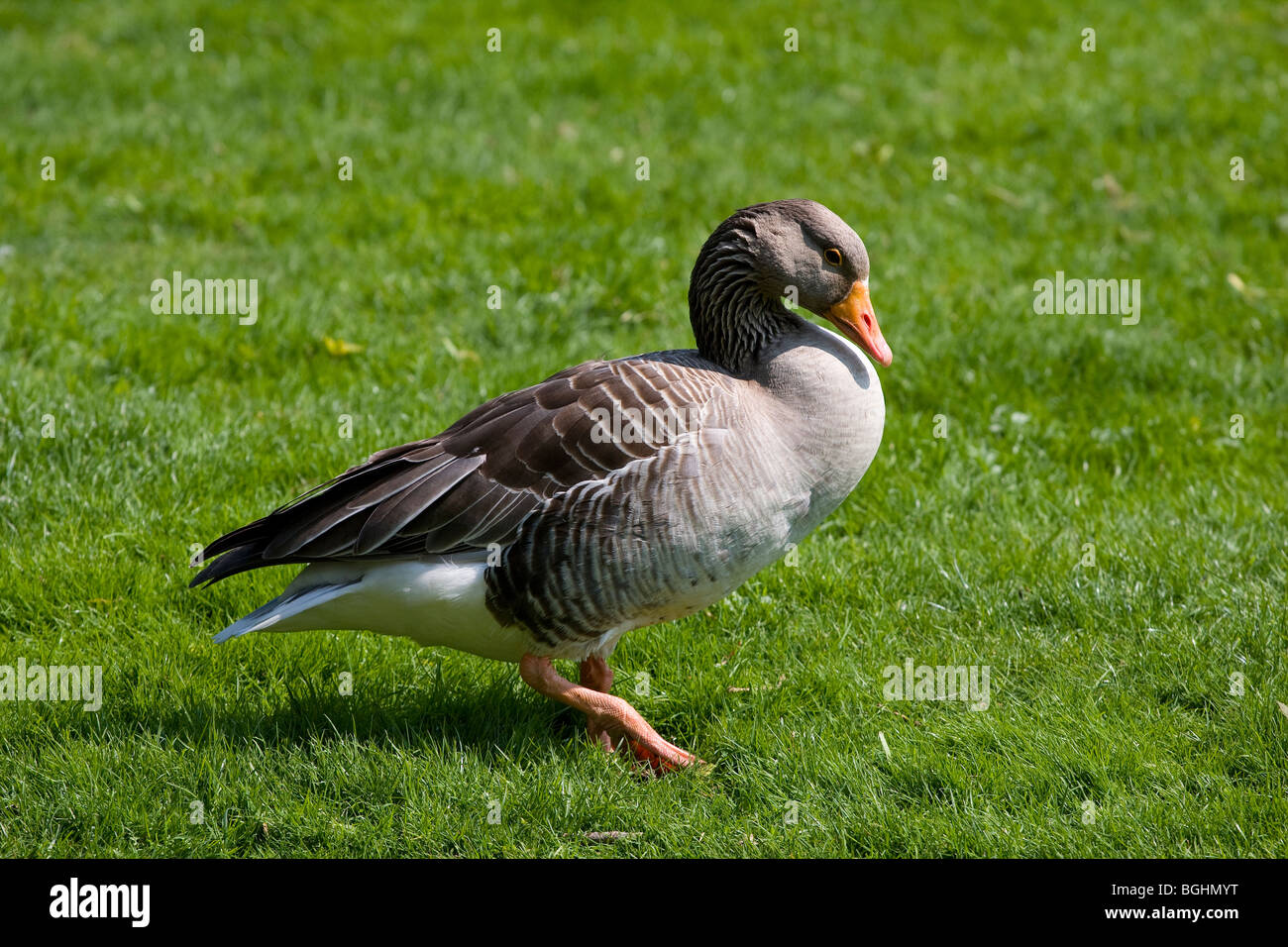 Gray fronted hi-res stock photography and images - Alamy