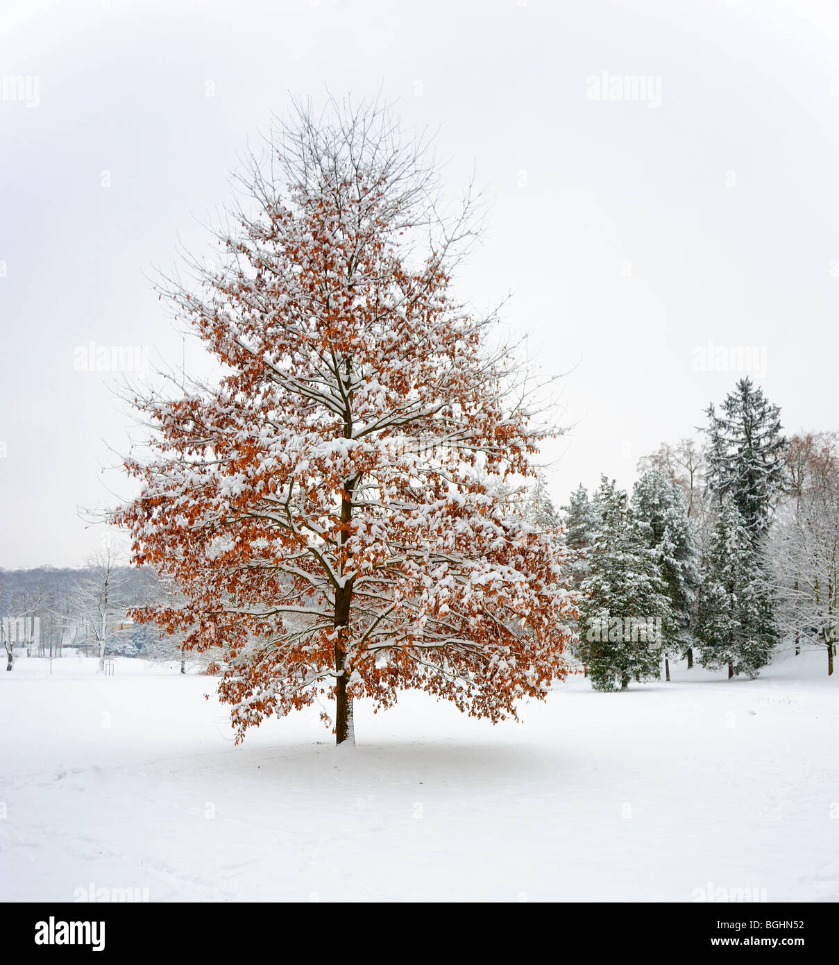 Fallen autum tree leaves hi-res stock photography and images - Alamy