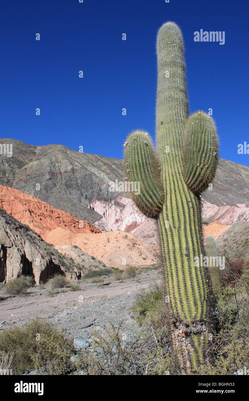 Colores de cactus hi-res stock photography and images - Alamy