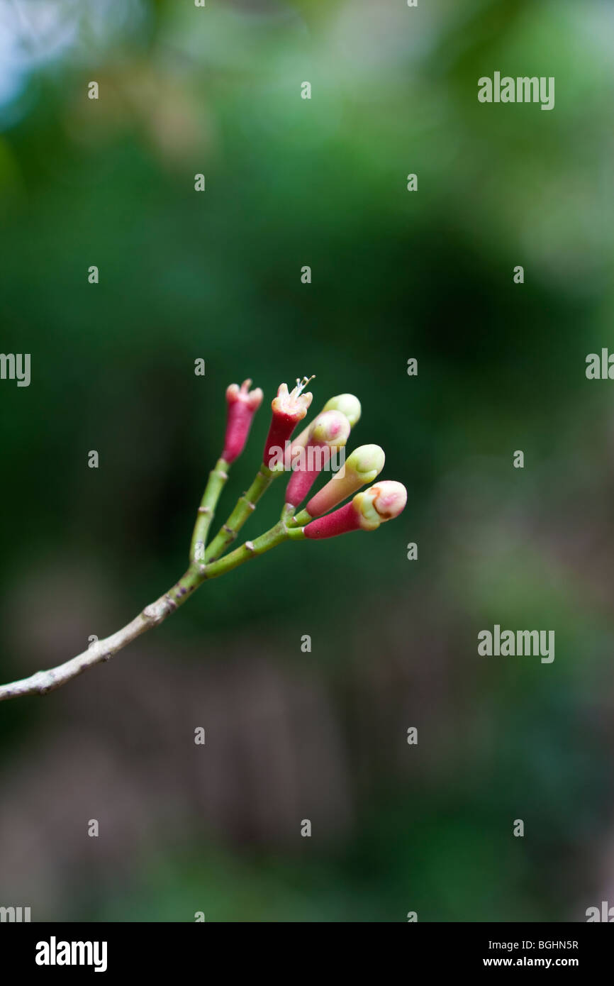 Clove tree hi-res stock photography and images - Alamy